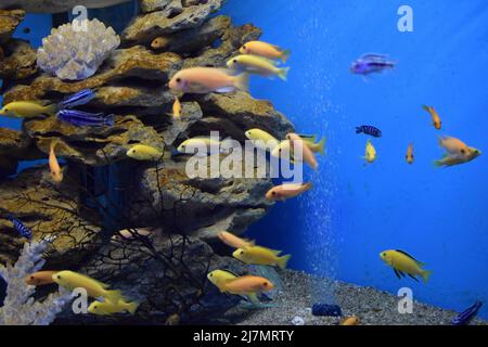 Yellow morph of Labidochromis caeruleus (lemon yellow lab) aquarium ...