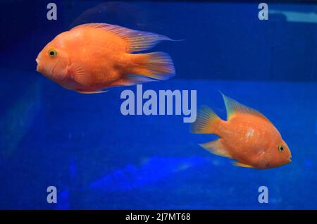 Freshwater Parrot Fish Tank