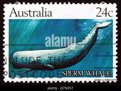 Collection of old Sperm Whale, Physeter macrocephalus, teeth in ...