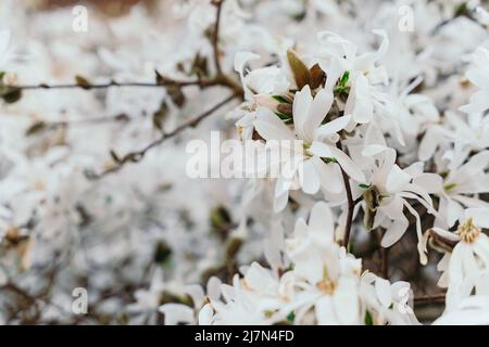 Blooming magnolia stellata Stock Photo - Alamy