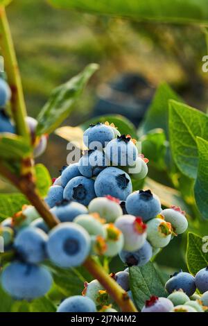 Blueberry bush on sunset, organic ripe with succulent berries, just ...