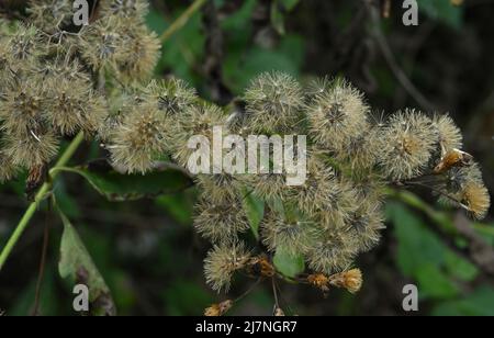 Siam weed (Chromolaena odorata Stock Photo - Alamy