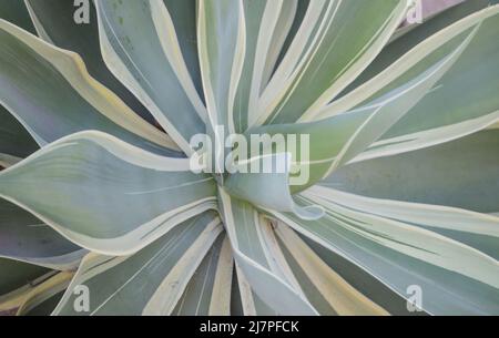 Agave cactus. Cactus backdround, cacti design or cactaceae pattern ...