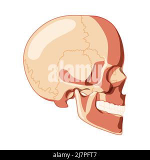 Skull Human head side lateral view with teeth. Skeleton jaws model with ...