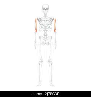 Skeleton Humerus arm Human front back view with two arm poses with ...