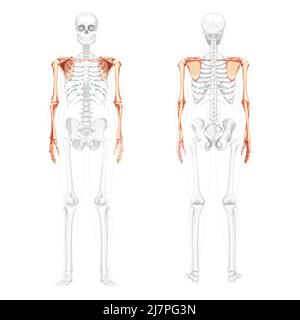 Arms Skeleton Human back Posterior dorsal view. Set of hands, forearms ...