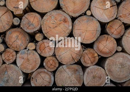 Section plane of natural wood log background Stock Photo - Alamy
