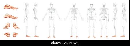 Human Foot Bones Front And Side View Anatomy, Vector Illustration Stock ...