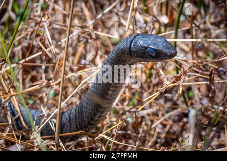 northern black racer, Coluber constrictor constrictor, eggs hatching ...