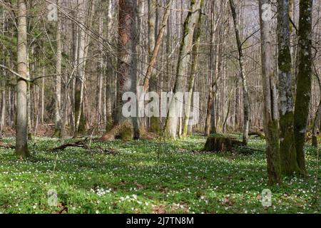 Deciduous tree stand with hornbeams and oaks Stock Photo - Alamy