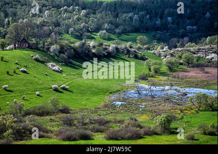 Nature bursts of spring colors. The village of Krywe, Bieszczady ...