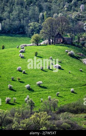 Nature bursts of spring colors. The village of Krywe, Bieszczady ...