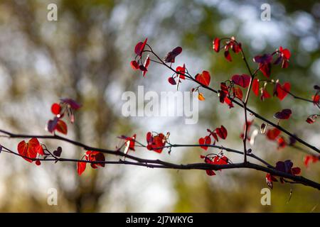 Back lit Forest Pansy Redbud, cercis canadensis, maturing to maroon ...