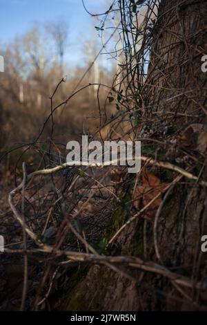 Tree in fall with vines wrapping around Stock Photo - Alamy