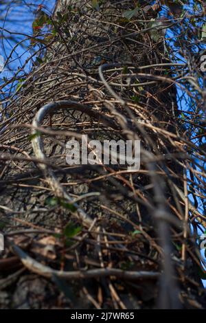 Tree in fall with vines wrapping around Stock Photo - Alamy