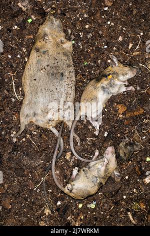 Dead house mice after pest controller Stock Photo - Alamy