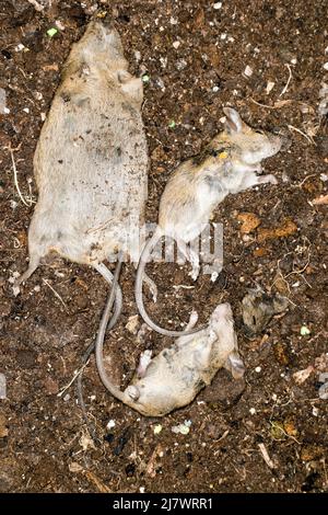 Dead house mice after pest controller Stock Photo - Alamy