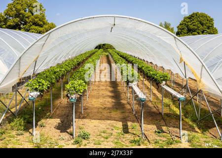 Strawberries and raspberries growing in polytunnels or hoop houses for ...
