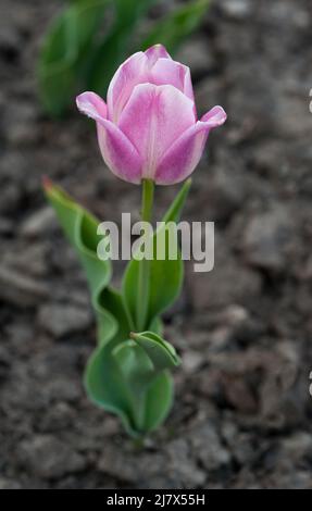 Pink bright tulips varieties background. Keukenhof garden, Netherlands ...