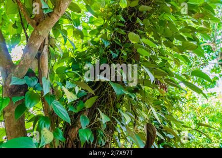 Pepper creeper, pepper nigrum. Spice farm on Zanzibar, Tanzania Stock ...