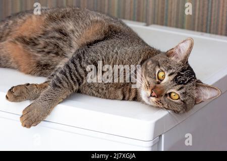 Beautiful tricolor cat lying on the living room floor Stock Photo - Alamy