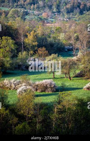 Burst of spring, nature background. The San River Valley, BIeszczady ...