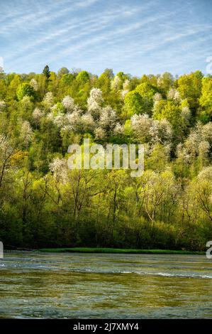 Burst of spring, nature background. The San River Valley, BIeszczady ...