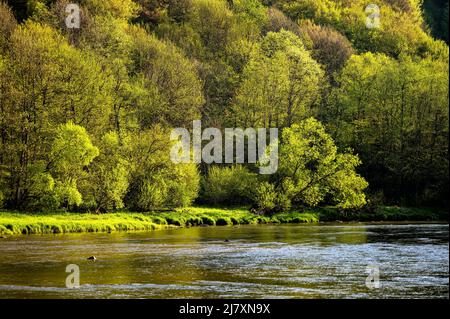 Burst of spring, nature background. The San River Valley, BIeszczady ...