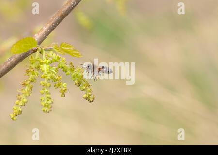 Flying bees pollinate mulberry flowers in spring Stock Photo - Alamy