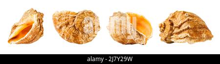 Conch sea shell from four different angles isolated on white background ...