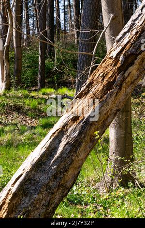The old tree is destroyed and eaten by bark beetles Stock Photo - Alamy