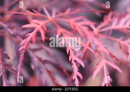 Beautiful Red Split Leaf Japanese Maple Up Close Stock Photo - Alamy