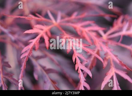 Beautiful Red Split Leaf Japanese Maple Up Close Stock Photo - Alamy