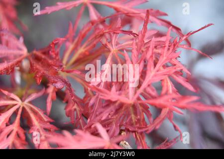Gorgeous Red Split Leaf Japanese Maple Up Close Stock Photo - Alamy