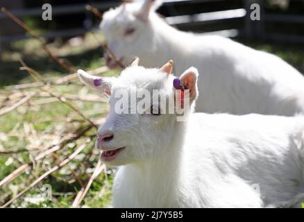 Lappgetter (In english: goat) is an acutely endangered goat breed, here ...