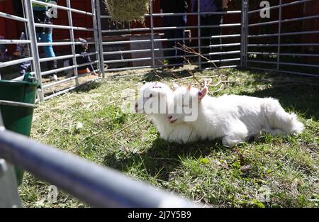 Goat in the Swedish town Stock Photo - Alamy