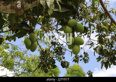 Green mangoes hanging on Mango tree Stock Photo - Alamy