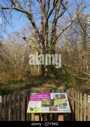 Knightwood Oak tree New Forest Hamphire UK Stock Photo - Alamy