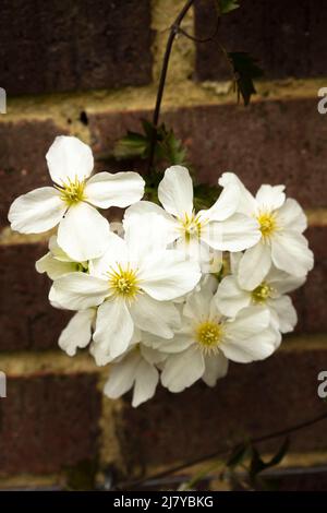 Clematis Avalanche Cartmanii Blaaval white flower flowers an evergreen ...