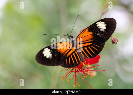 freshly hatched butterflies at the show Stock Photo - Alamy