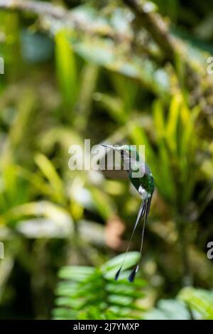 White-booted Racket-tail - Ocreatus underwoodii pair, male and female ...