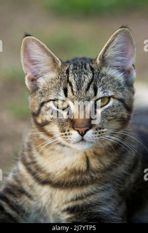 Brown tabby cat close-up portrait looking straight at camera with green ...