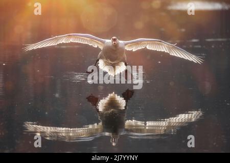 The swan guards the swans as they swim Stock Photo - Alamy