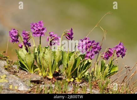 Primula latifolia - Alpine primrose in swiss alps Stock Photo - Alamy