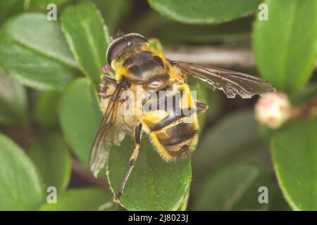 Batman Hoverfly, Myathropa florea, nectaring on Mountain Garlic, Allium ...