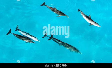 Aerial view of a pod of Atlantic Spotted Dolphins swimming in ocean ...