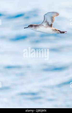 Balearic Shearwater Puffinus mauretanicus in flight over the sea Dorset ...