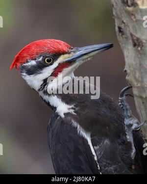 Pileated Woodpecker close-up side view climbing on a tree trunk with ...