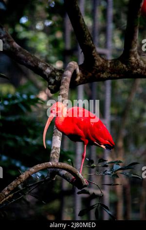 scarlet ibis, corocoro, corocoro rojo, corocora, garza roja Stock Photo ...