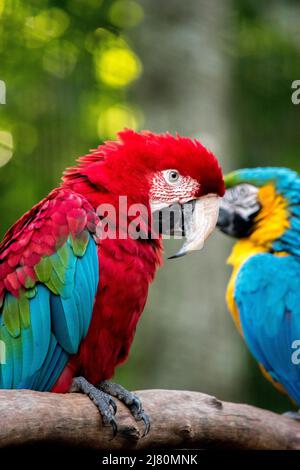 The green-winged macaw at Iguazu falls, Brazil - also known as the red-and-green macaw and blue ...